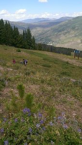 Upper Fireweed Hiking Trail, Vail, Colorado