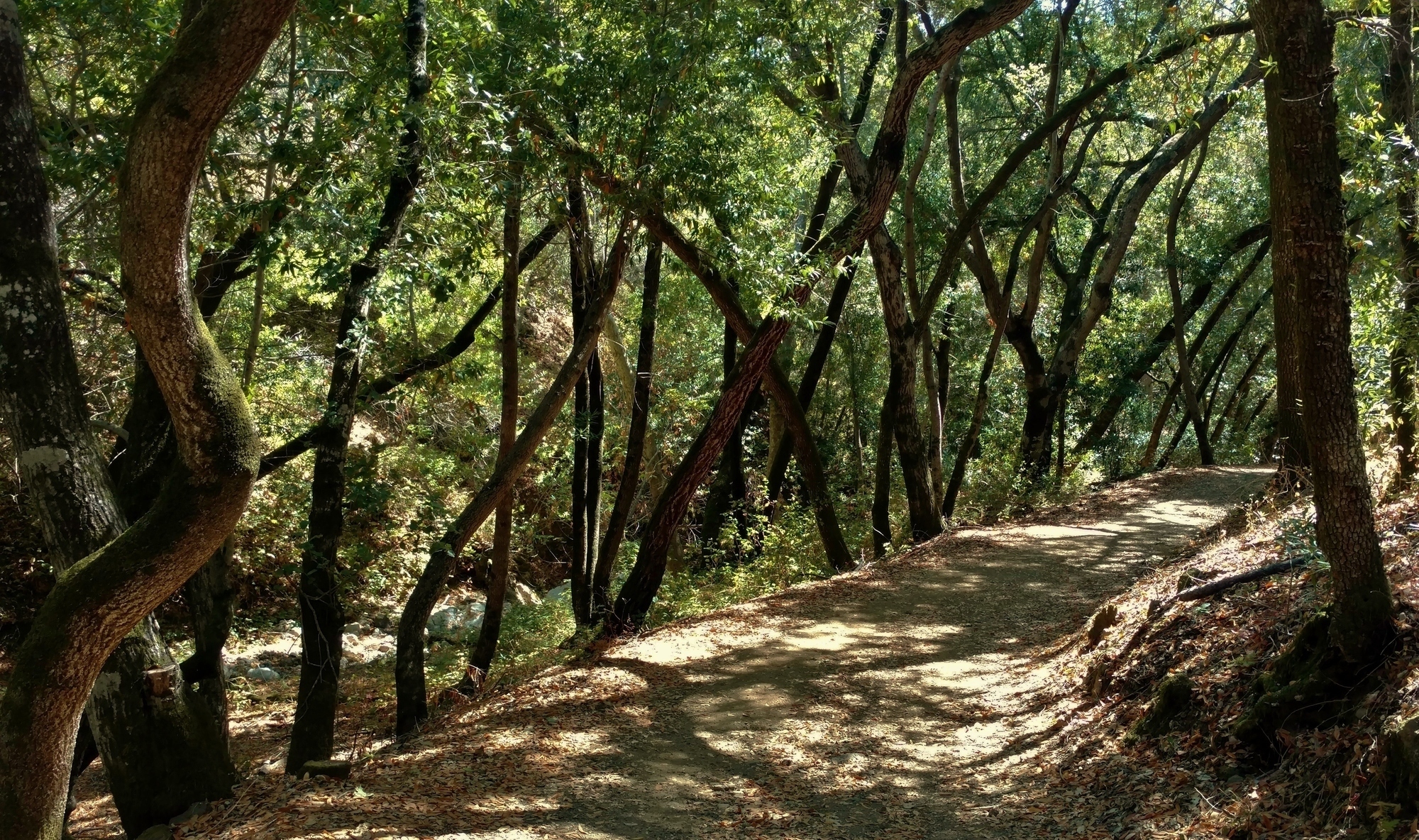 Wooded section along the stream of Baldy Ryan Canyon, on Mayfair Ranch ...