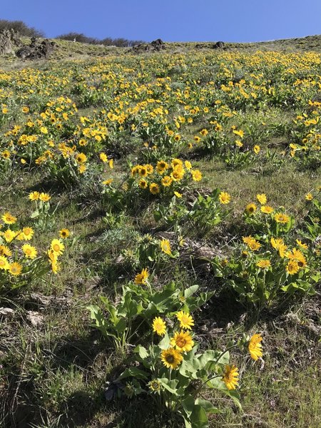Lyle Cherry Orchard Trail Hiking Trail, Chenoweth, Oregon